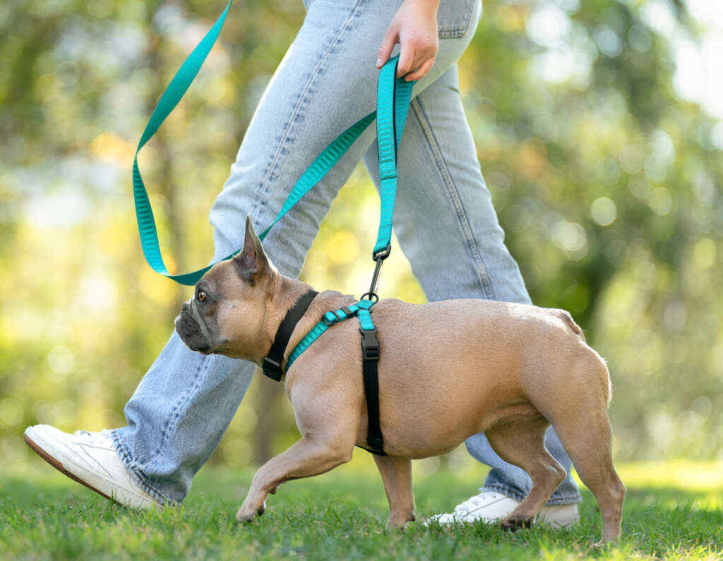 全国高端宠物产品分销商Pet Palette Distribution与Rover牵手合作